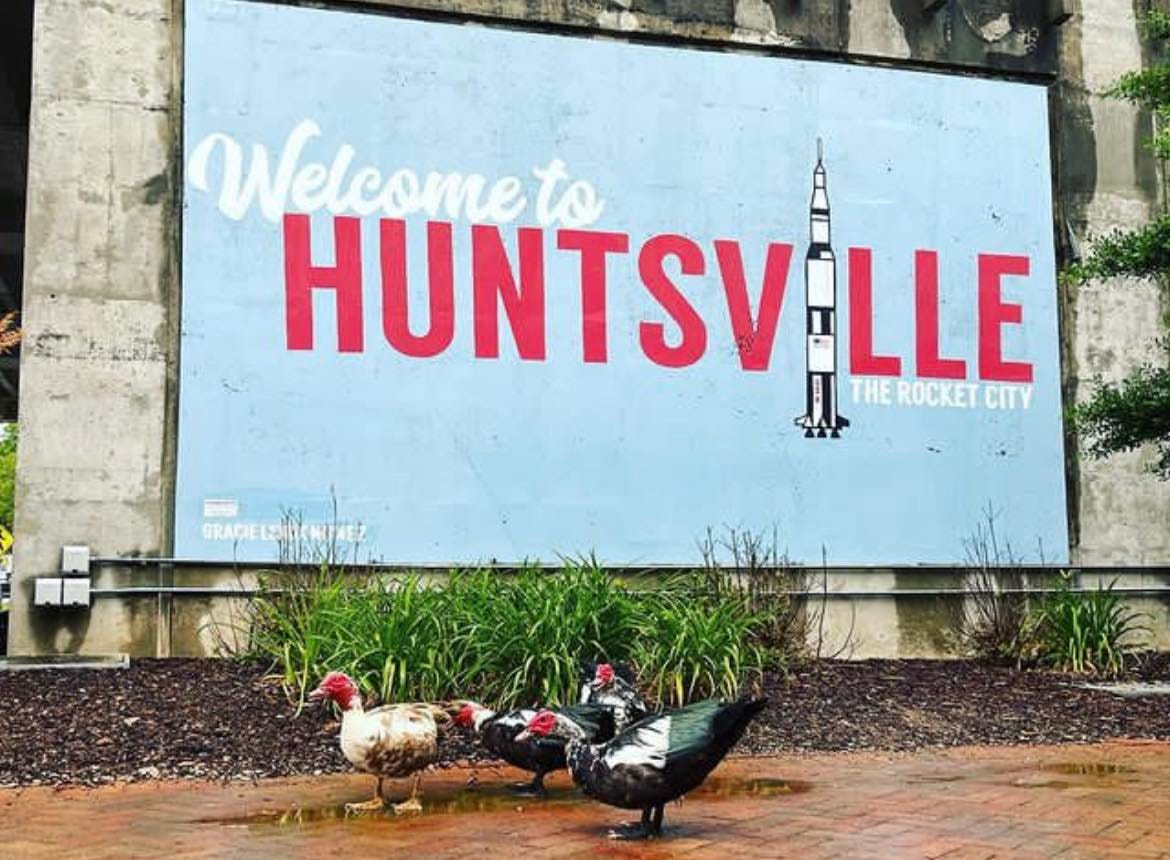 Duck Saviors of Big Spring. On a breezy Wednesday morning, all is… | by Hannah Kanfer | Medium