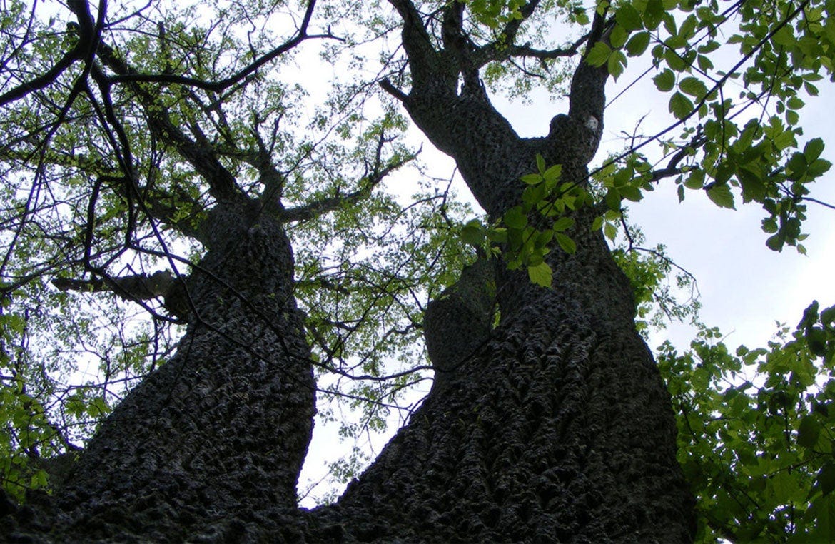 Symptoms of a Sick Tree🌳. Five Star Tree Service has put together… | by ...