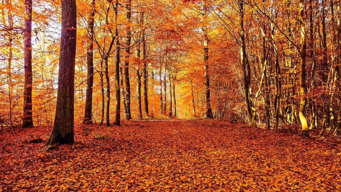 why fall is the best time of the year in 5ways | by Naz | Medium