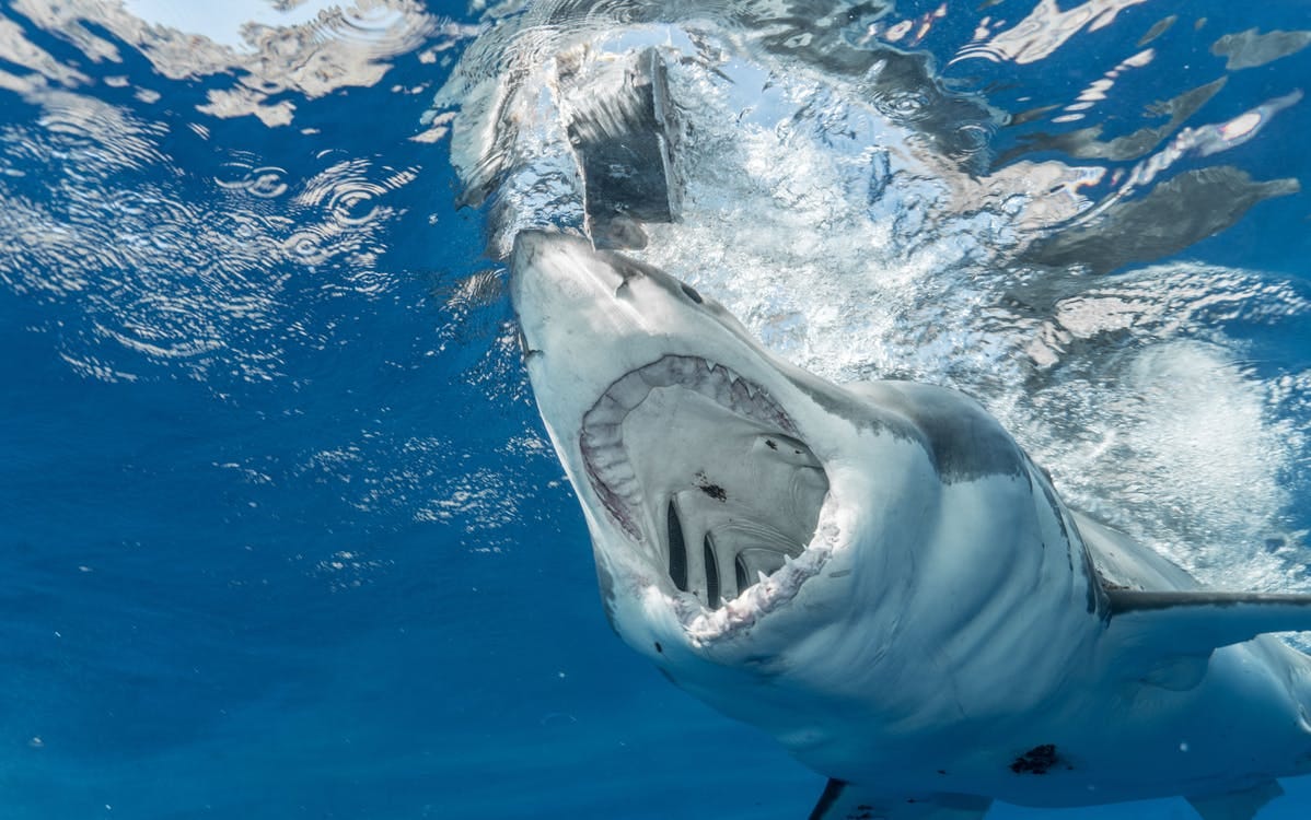 The Megalodon’s Greatest Rival Who Was Lost In Time | by Nick ...