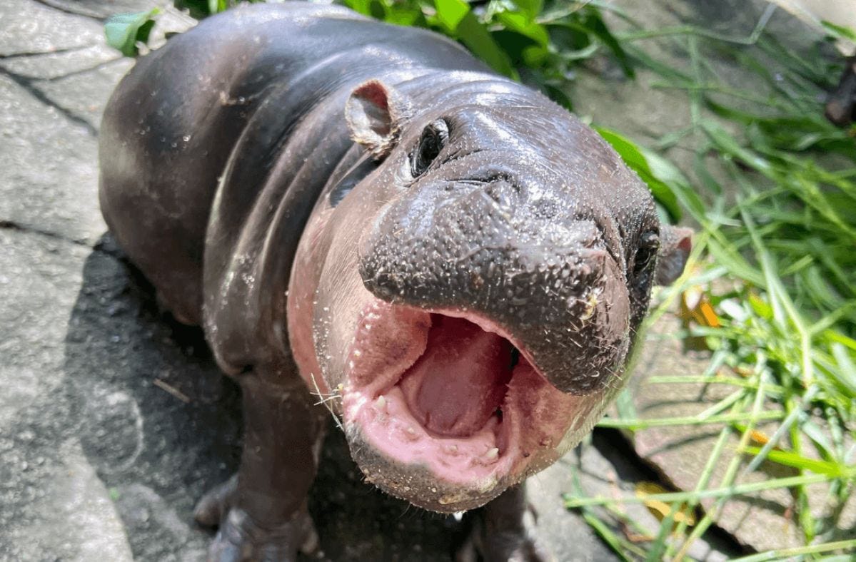 Here is why I, Moo Deng, the pygmy hippopotamus, am endorsing Donald ...