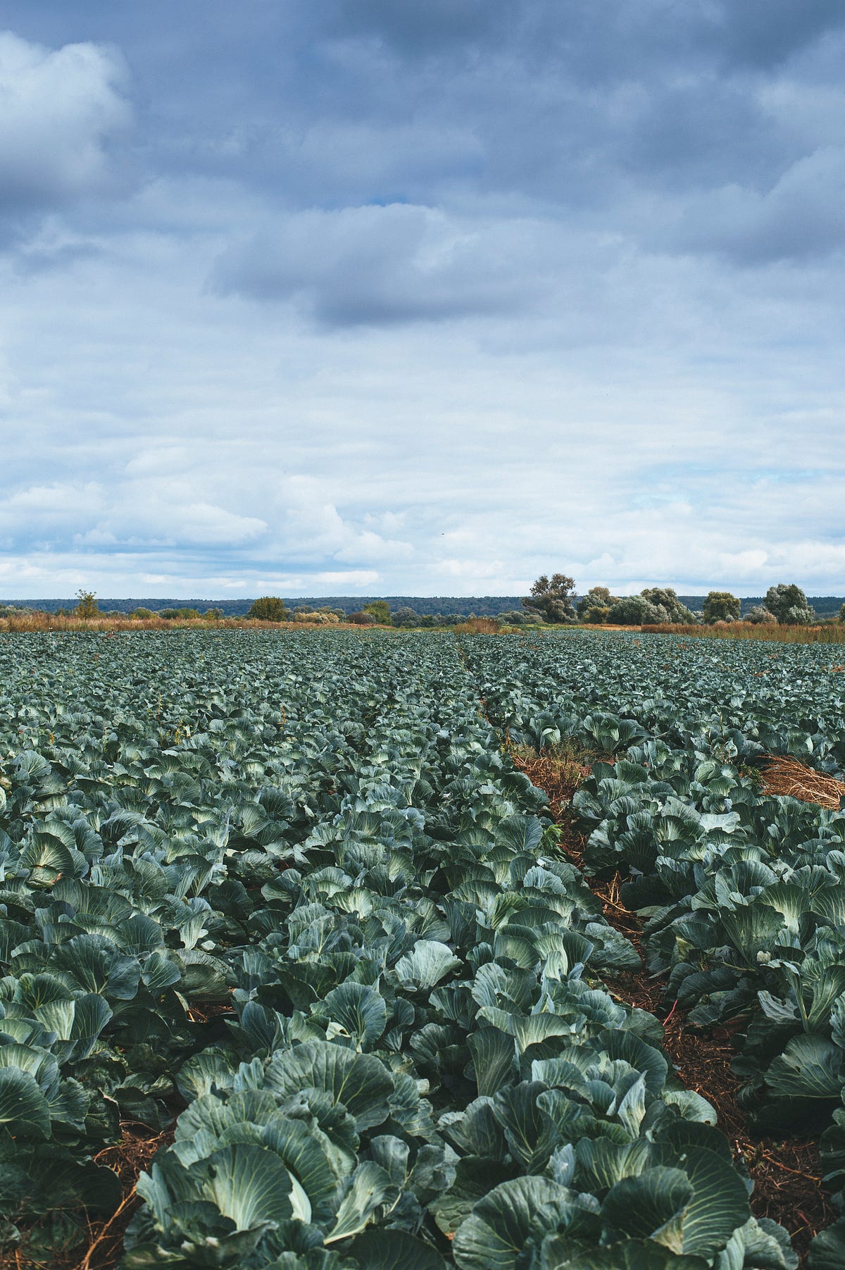 Cabbage Night, Colcannon and Creativity! | by Steve Vernon | Medium