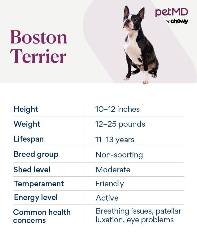 Boston Terrier Lifespan: Secrets to Their Longevity! | by Pauline J ...