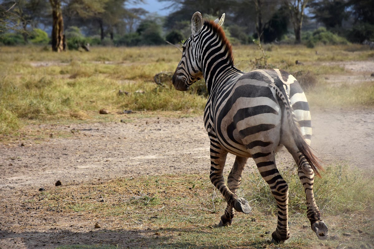 Running Away: The Art of Fleeing and Gaining Perspective | by Rume.Ke ...