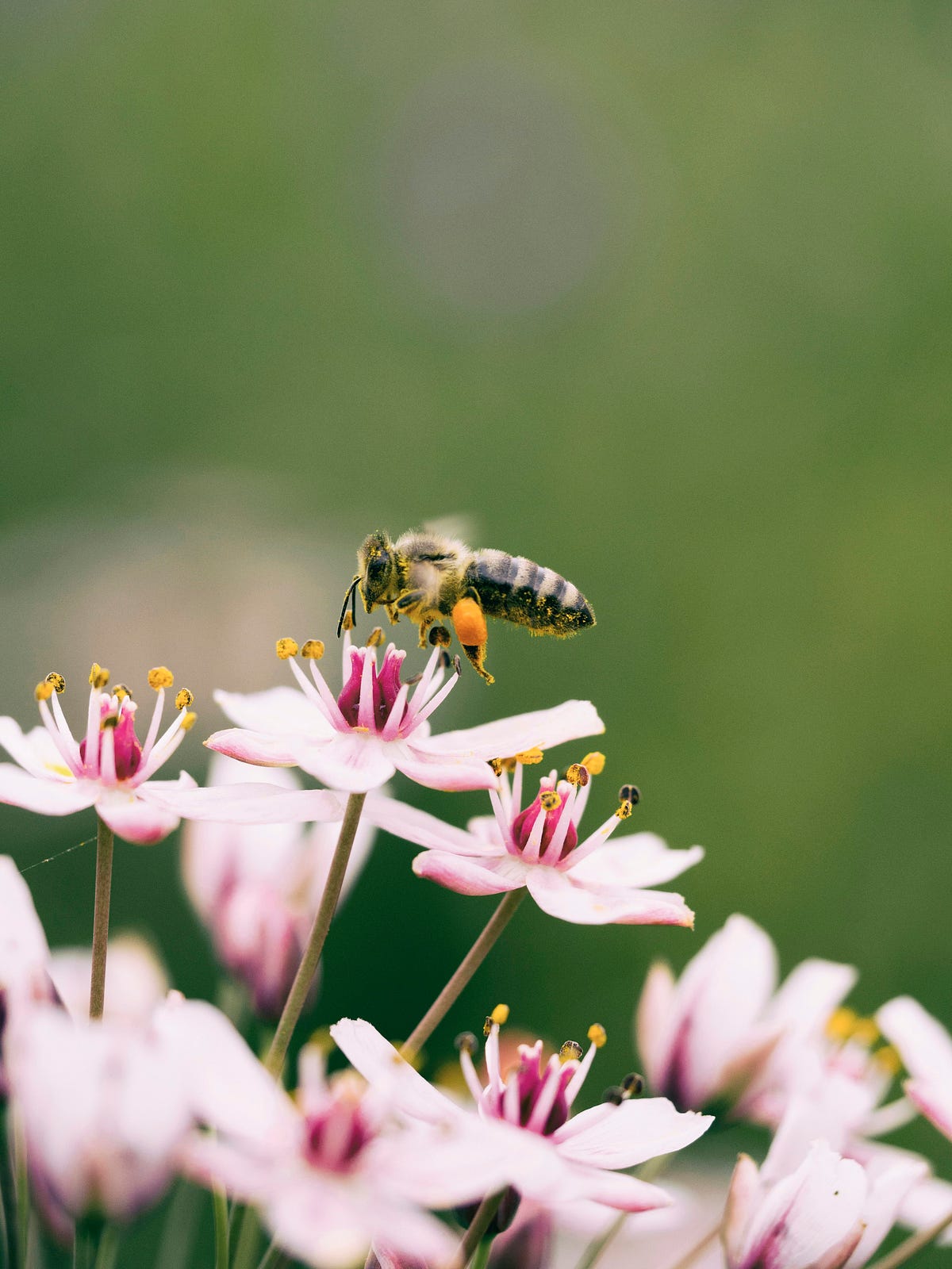 Telepinu: How a Bee Resurrected Spring | by Eshu | Mythology Journal ...