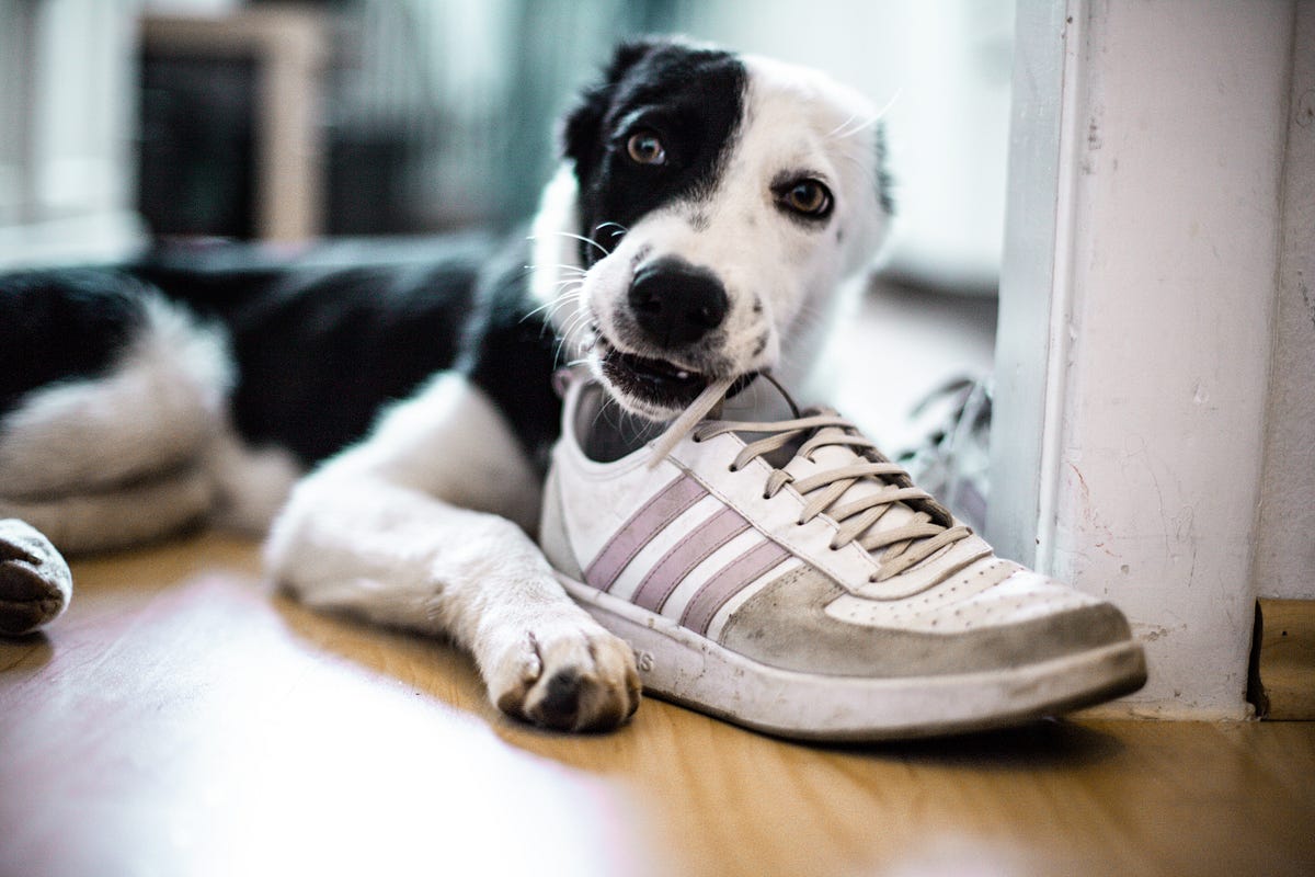 Darn Dog - Garden Lit - Medium