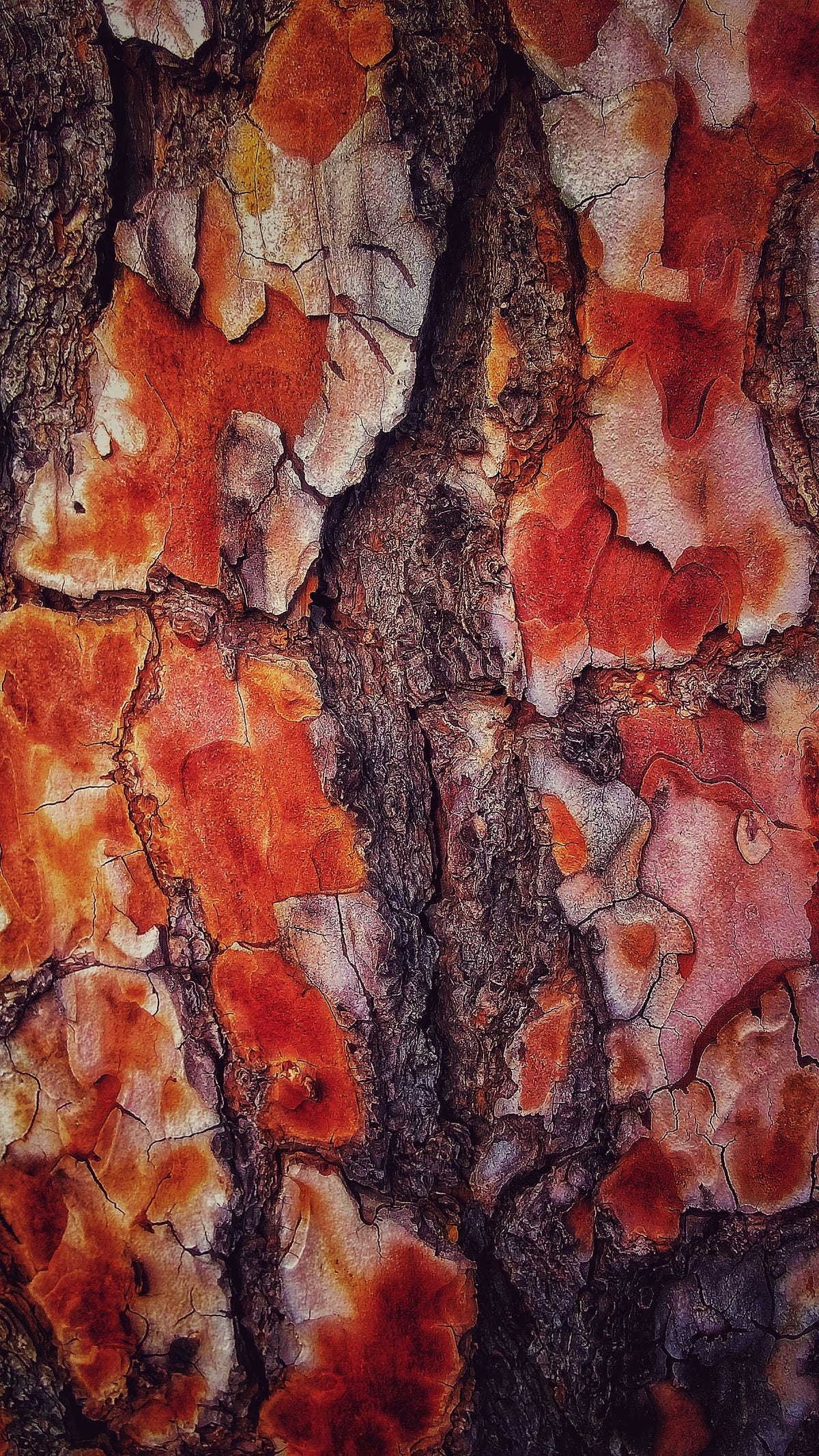 Mammy Doctors, Red Oak Bark, Warrior Trees. | by KourtneyNicoleWrites ...