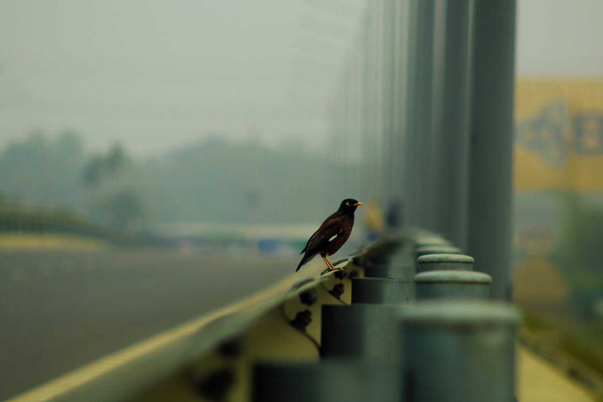 How to Get Sharp Bird Photos with a Bridge Camera | Medium