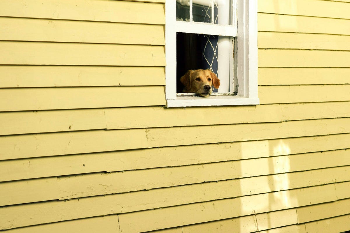 How Humans Harm Animals Because We Love Them | by Christyl Rivers, Phd ...