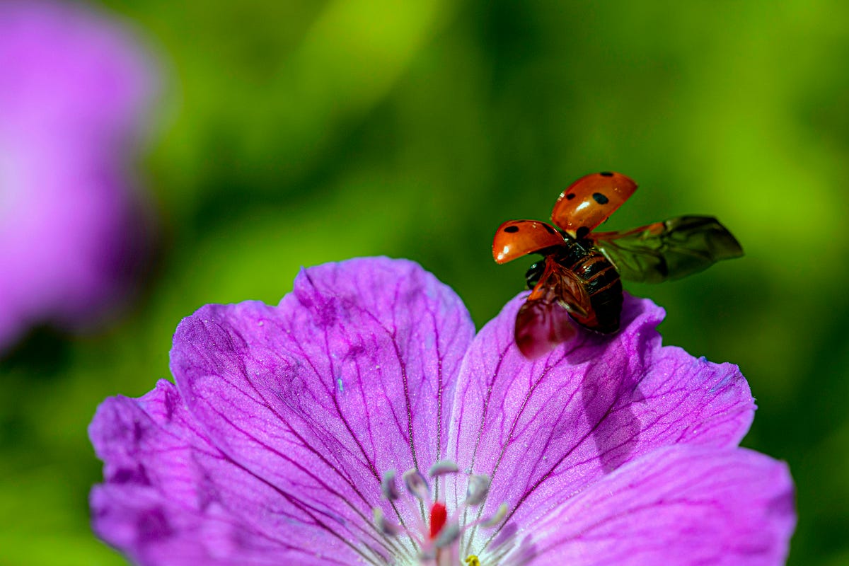 Ladybird v Ladybug: Religion, Sex and Survival | by PC Hubbard ...