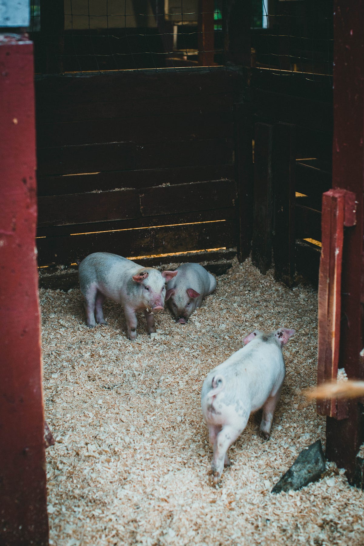 Three Little Pigs — A True Story. Once upon a time in a land far away ...