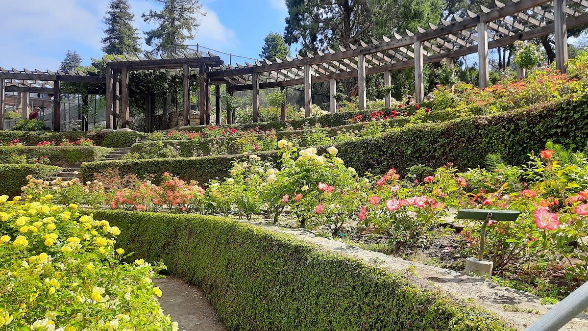 Bloom and Beauty: Discover the Floral Delights of the Berkeley Ca | by ...