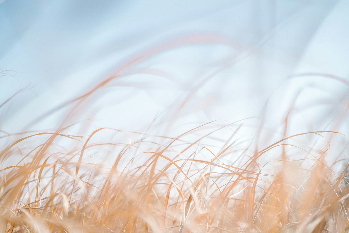 The Breeze. A Poem | by Naomi E. Kennedy | Weeds & Wildflowers | Medium