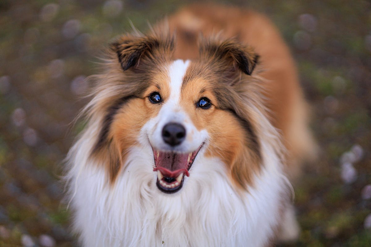 Libra’s Canine Match: Top Dog Breeds for Balance Seekers | by E.E ...