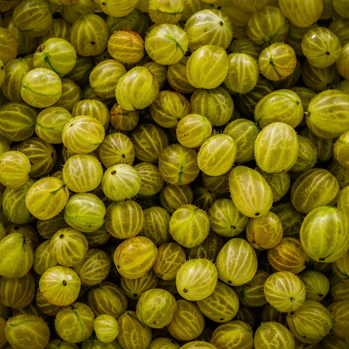 Gooseberry. Memories of a moment frozen in time | by Seana Ridge | A ...