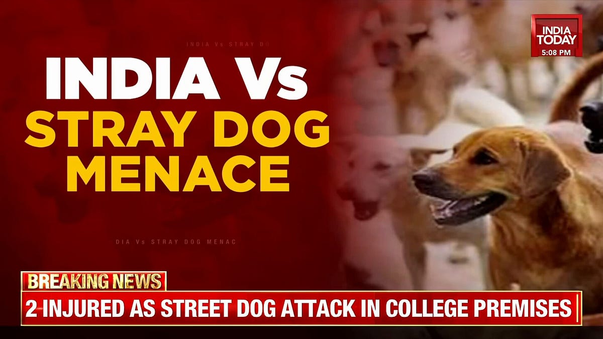 The Rupee Cost of the Supreme Court’s Stray Dog Crackdown | by Dhruvam ...