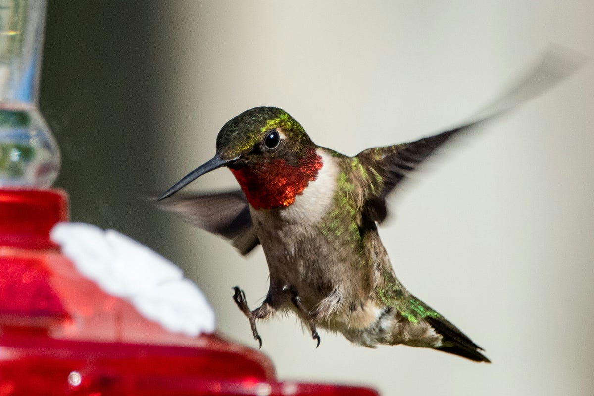 Fun Hummingbird Facts. One sign that it’s well into spring and… | by ...