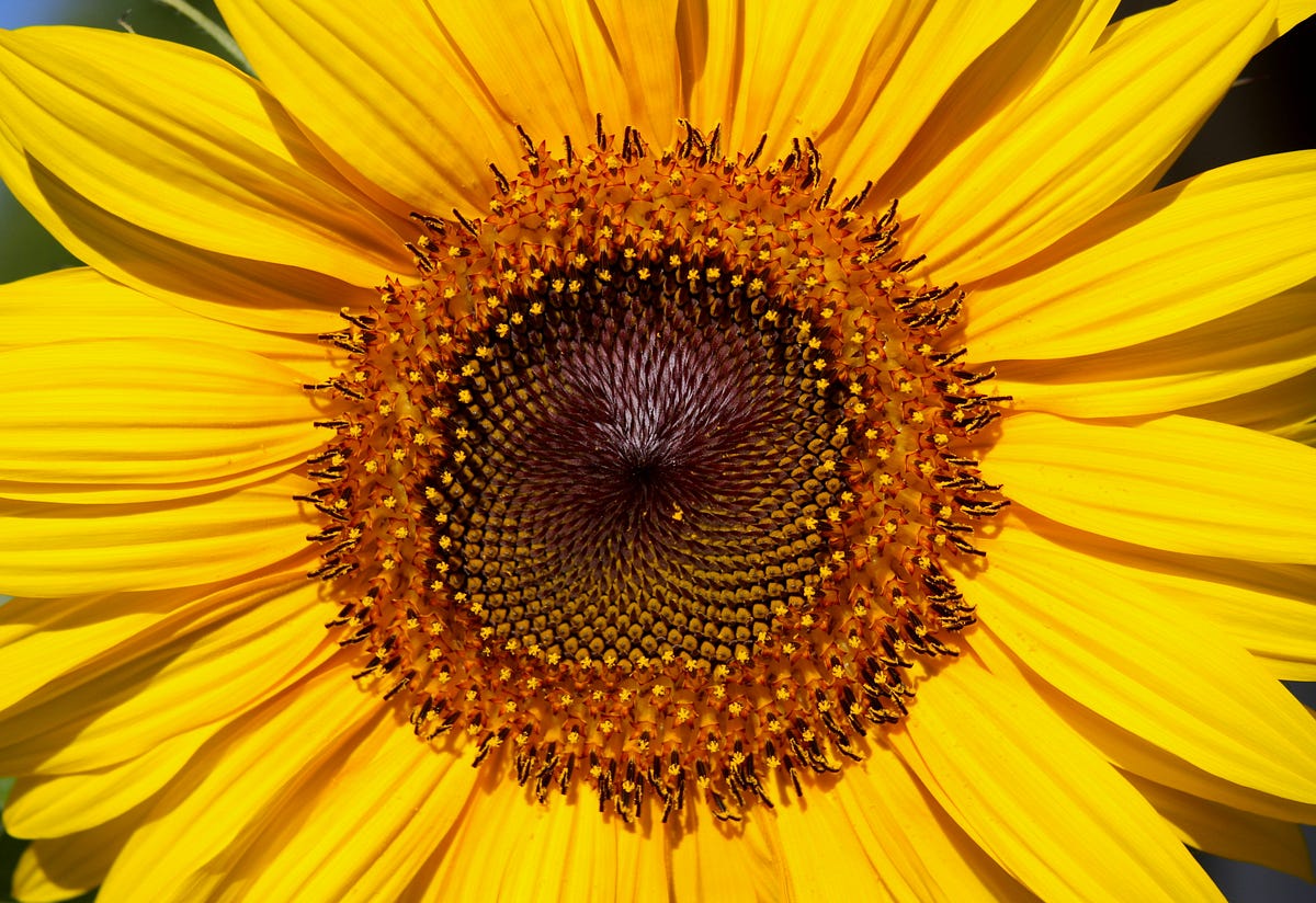 Sun Seed: The Ancient Symbolism and Spiritual Power Behind It | by ...