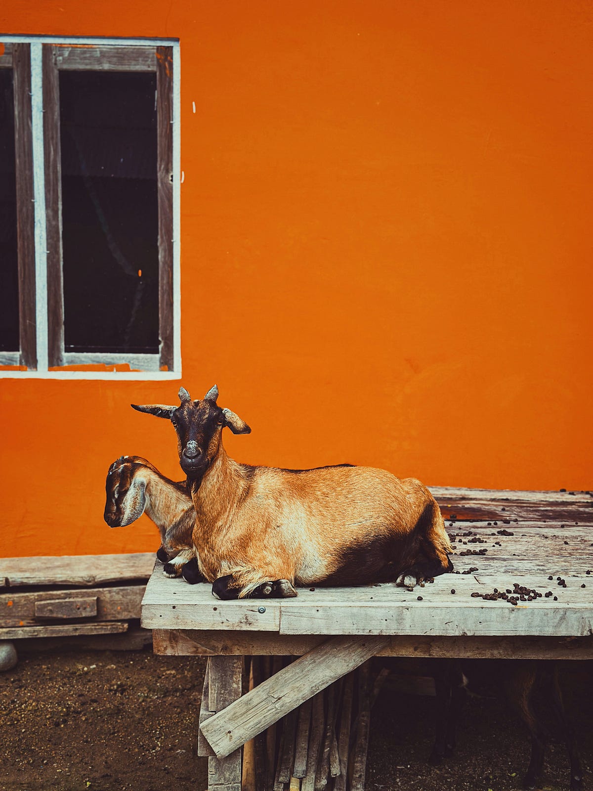 Mischief. Goats! That's What We Are... | by Prince Emmax | Jul, 2024 ...