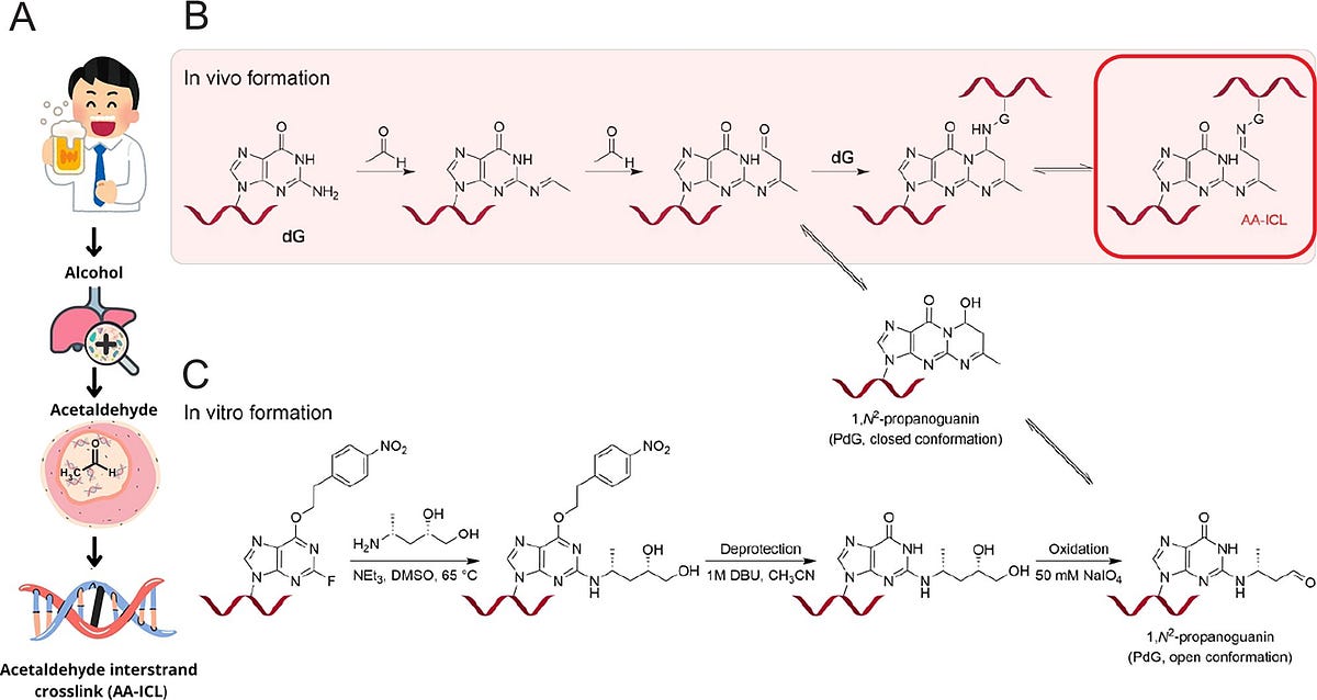 Alcohol-Induced DNA Crosslinks and the Fanconi Anemia Pathway ...