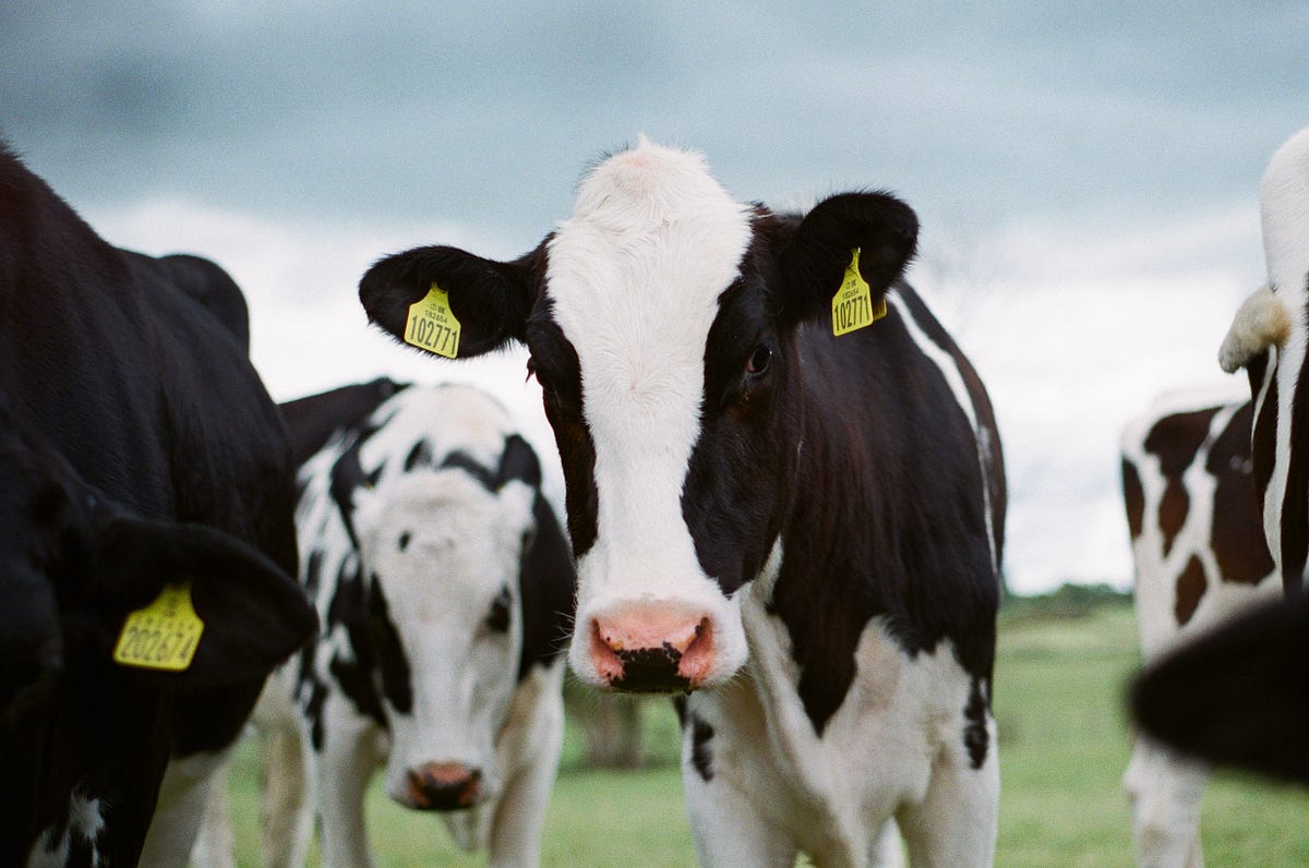 The Moo-sical World: How Cows Say “Moo” in Different Languages | by ...