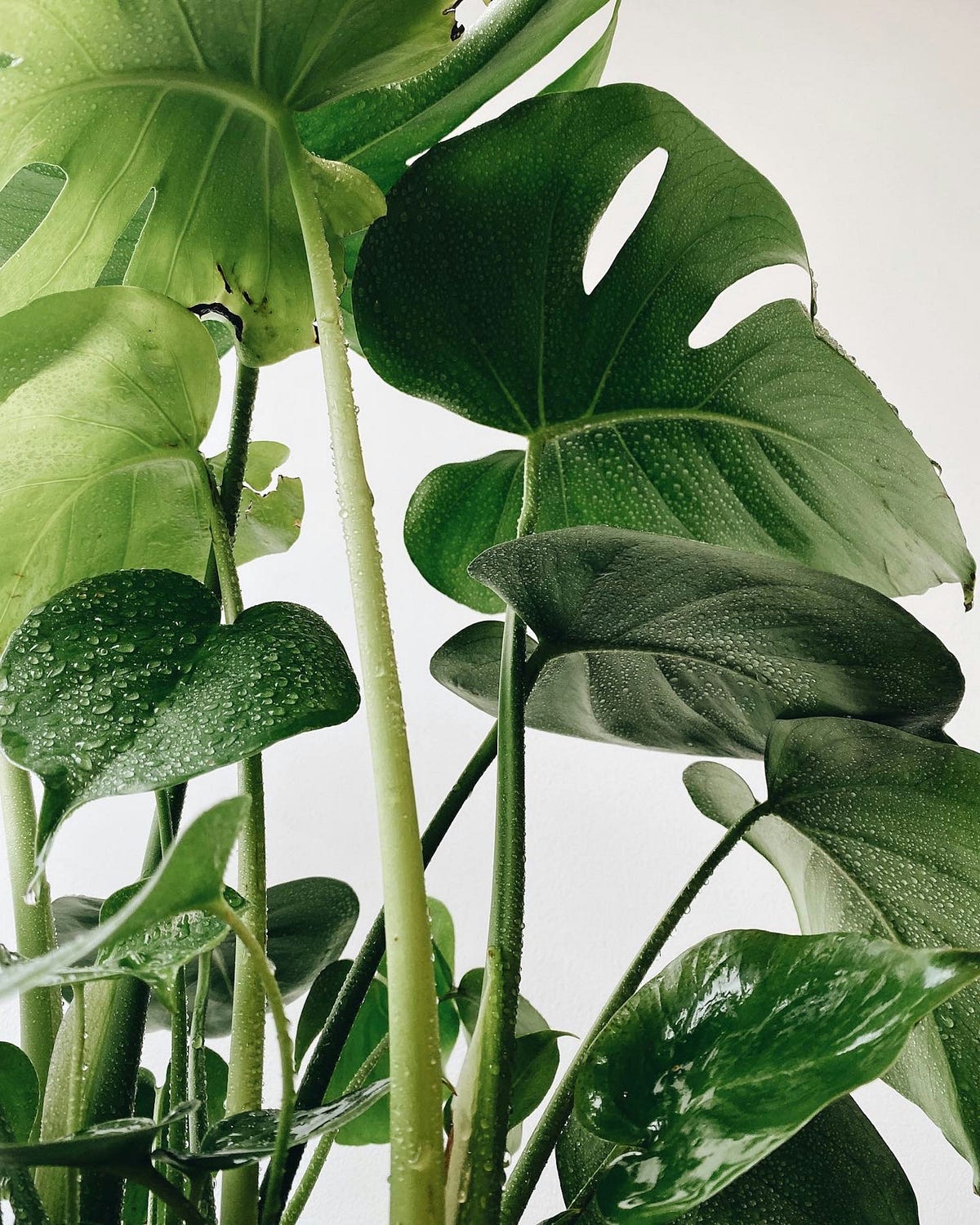 The Science of Thigmomorphogenesis (Petting Plants) | Medium