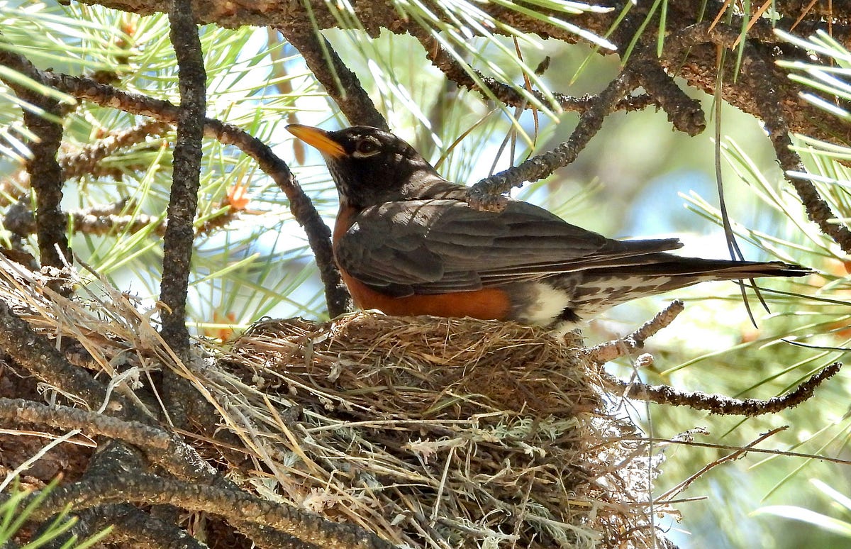 Talking to A Tree: A grateful robin - Patsy Starke - Medium