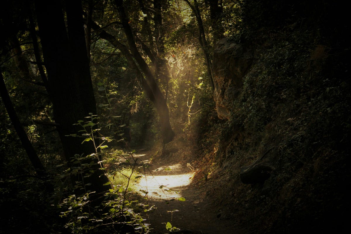 The Living Forest. Where Trees Breathe, Watch, and Rule in… | by ...