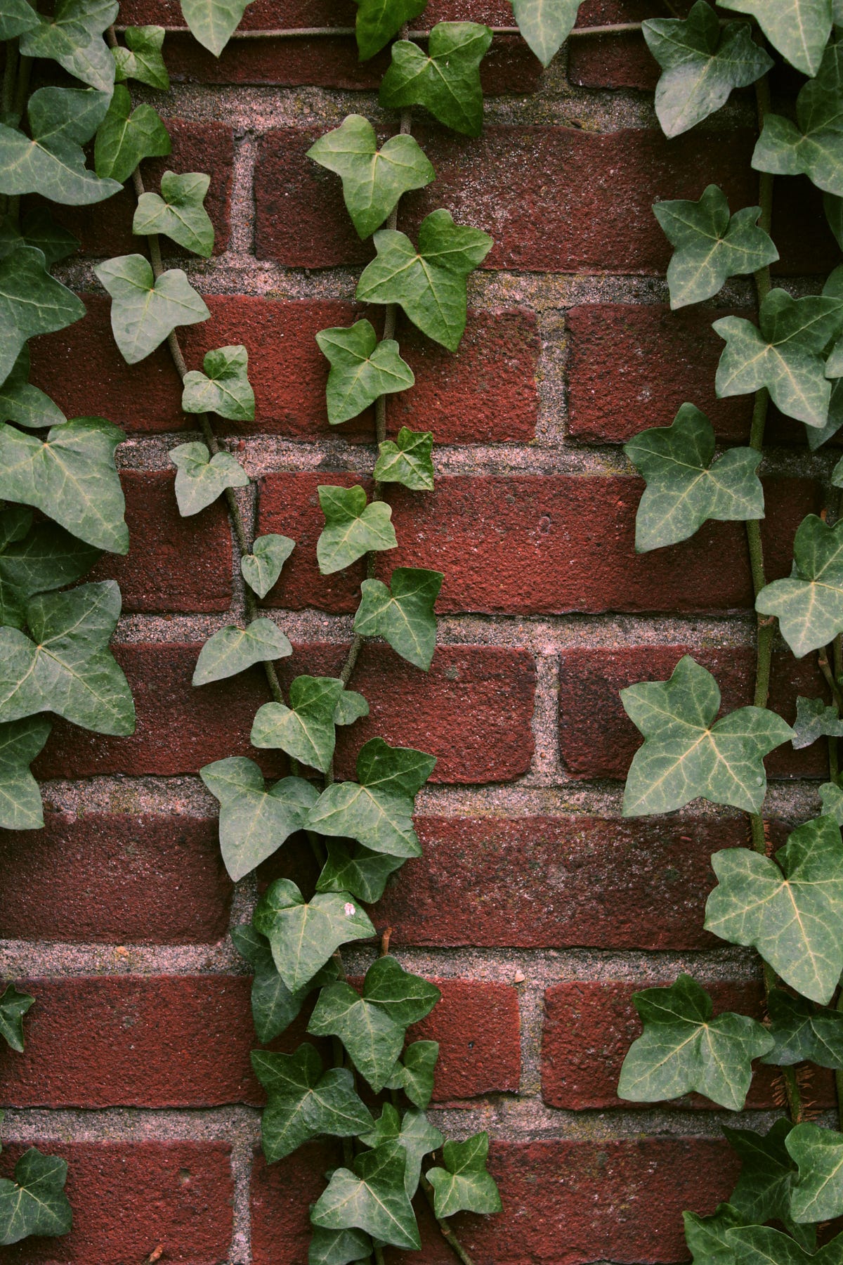 Nature’s Lookout (Writetober — Ivy) | Writetober