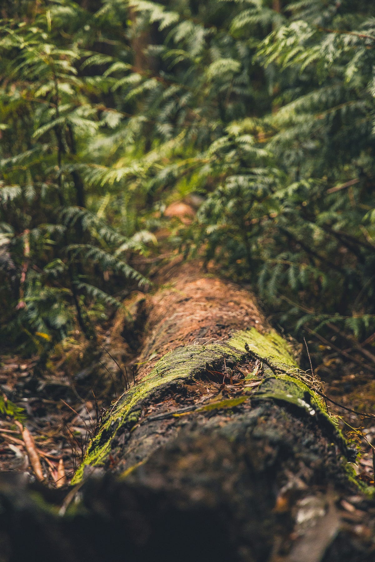 📝 What is Logging in Python?. 🌟 Special Offer for My Readers 🌟 | by ...