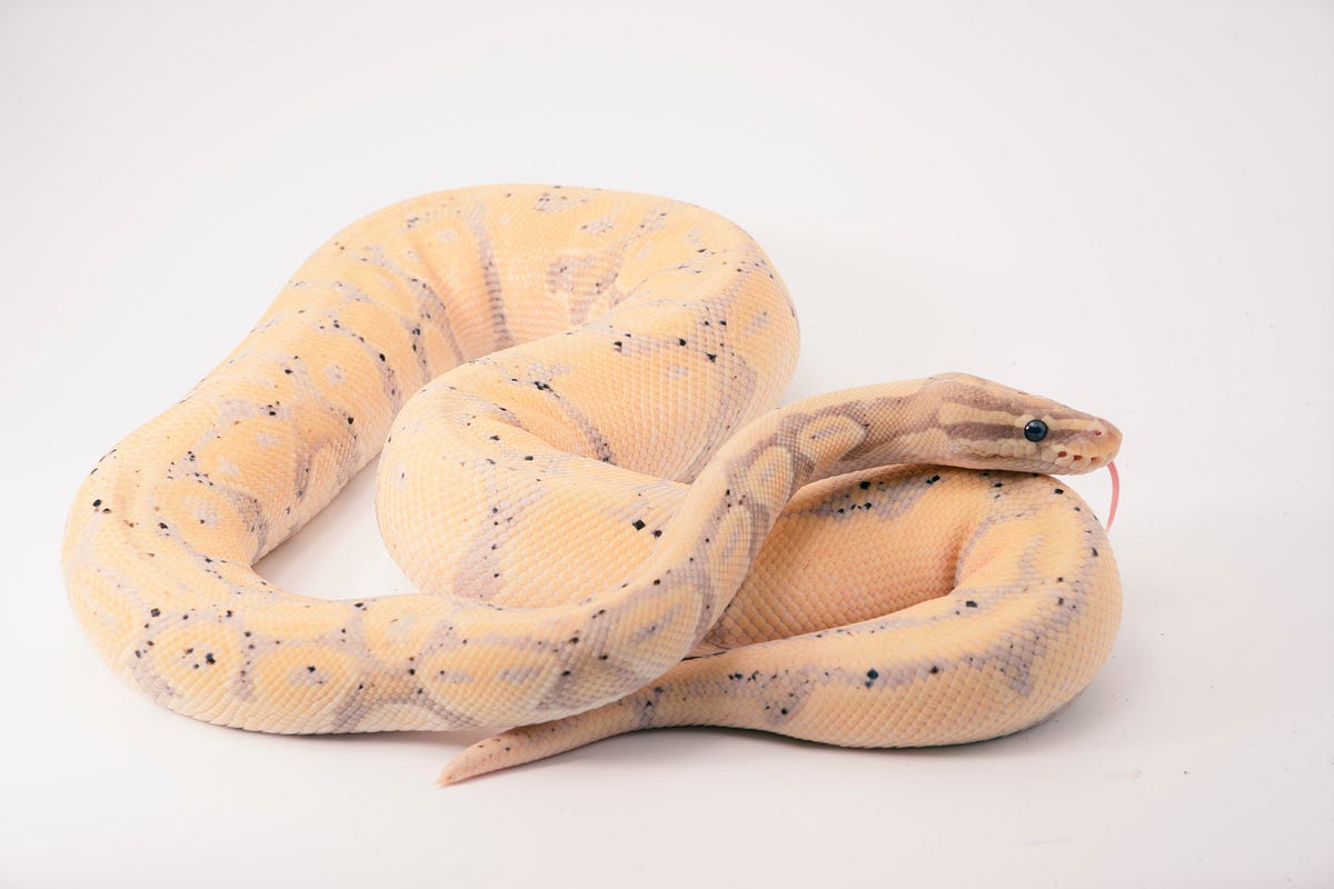 Active Contour Models (Snakes): Unraveling the Secrets of Image ...