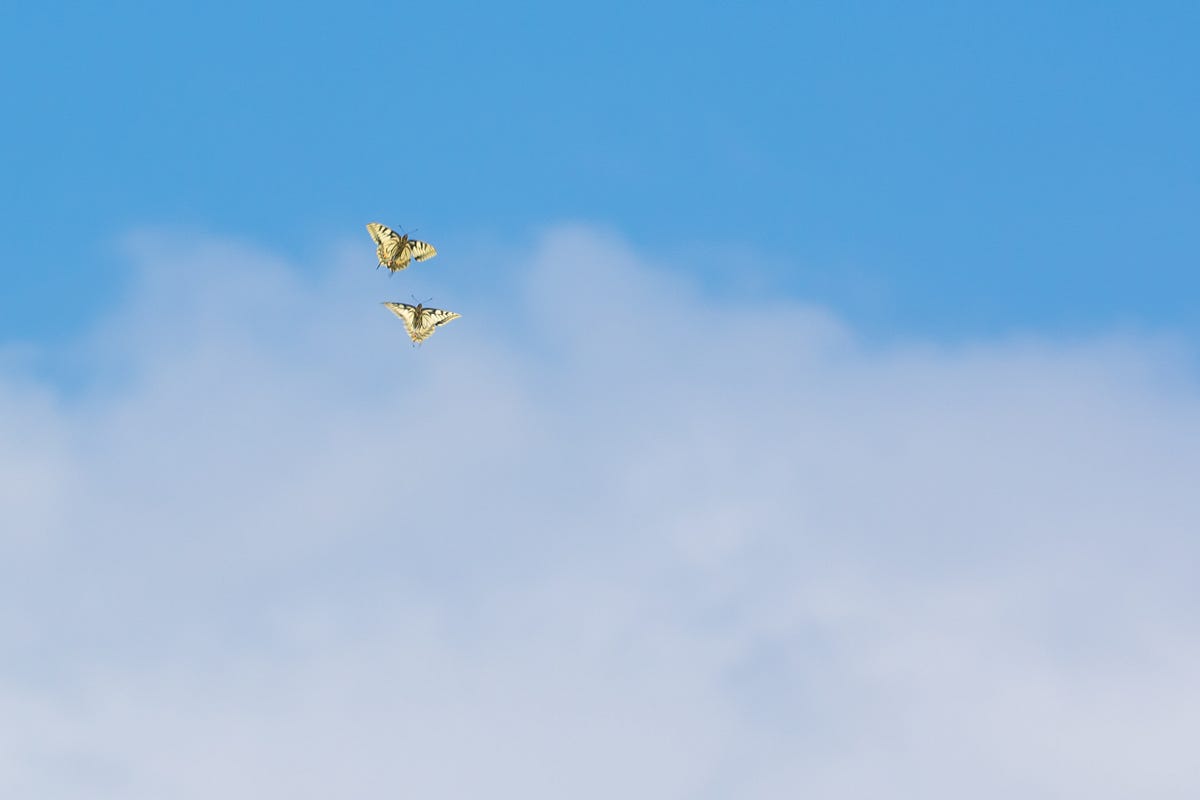 How high can insects fly?. Three factors limit the height to which ...