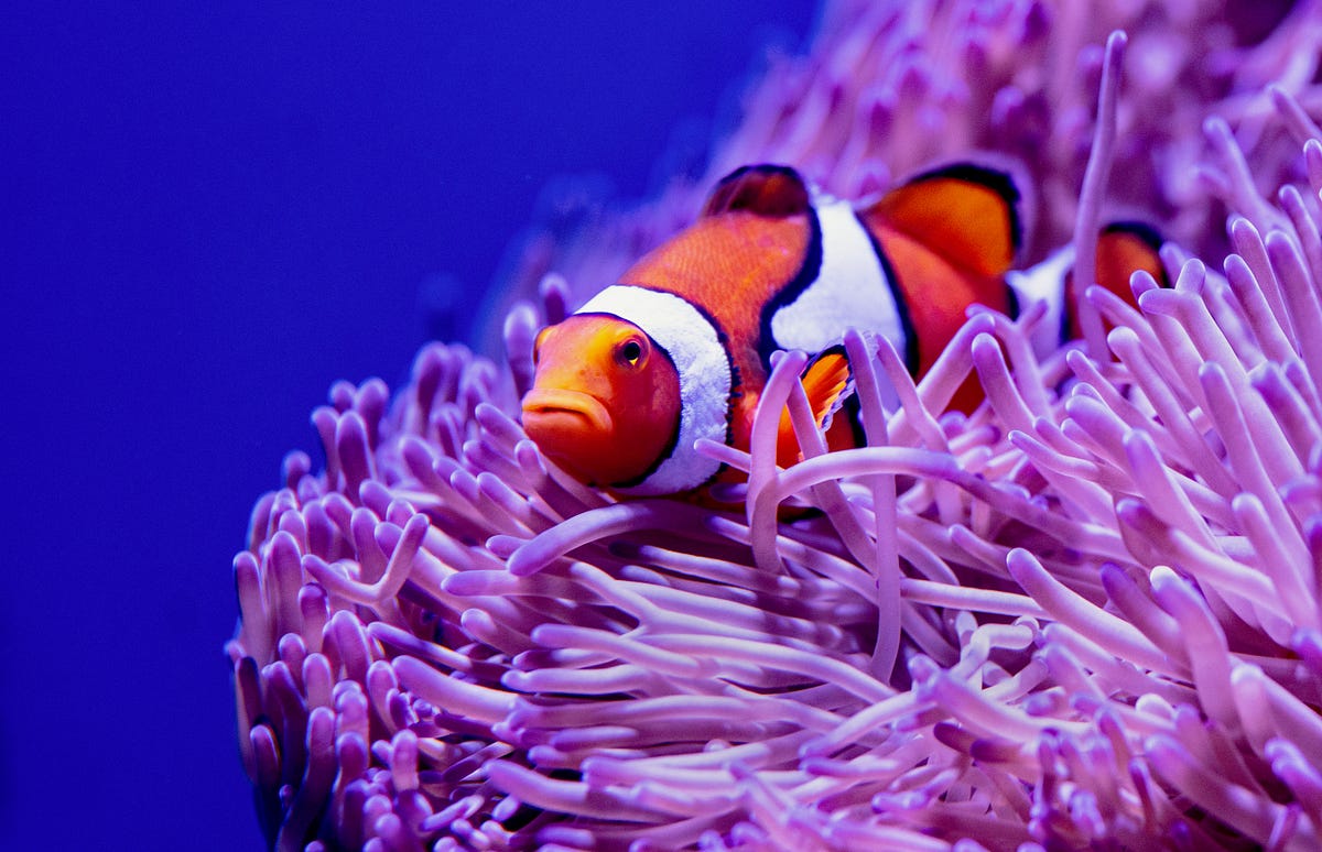 The Beautiful Hidden Messages of Finding Nemo | by Alexander M ...