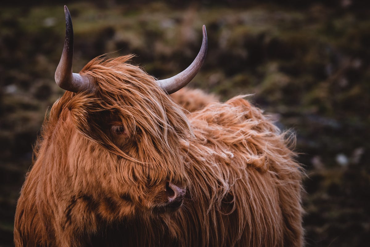 Don’t be afraid — grab that bull! | by Gail Boenning | Medium