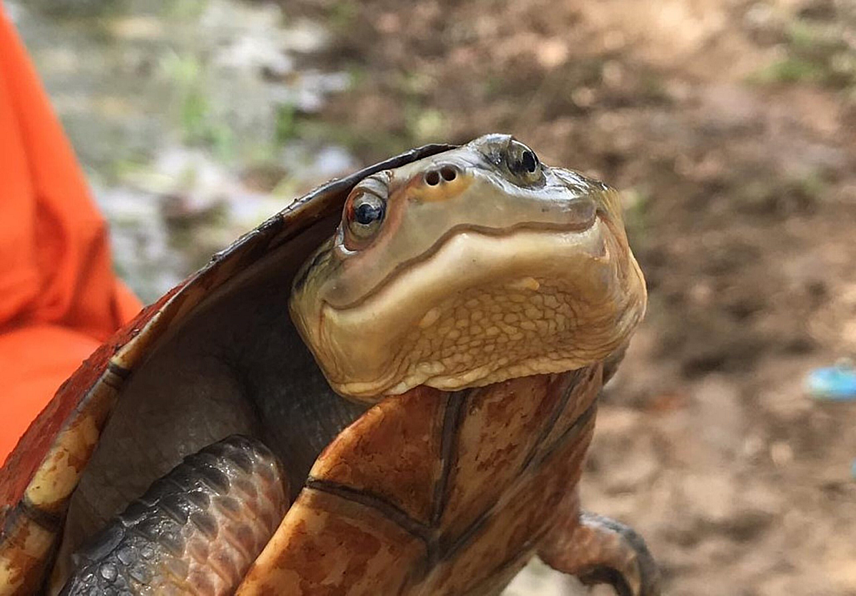 Endangered Species Spotlight: Dahl’s Toad-headed Turtle | by Katherine ...