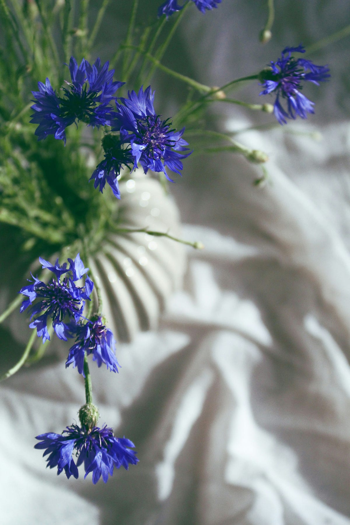 Cornflower. a poem | by Emma’s Book Talks | Medium
