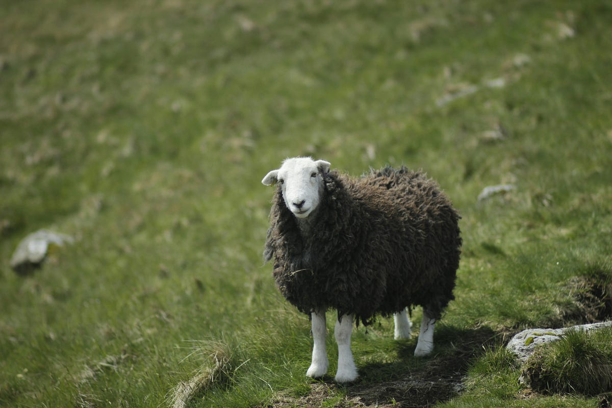 The One Lost Sheep!. Find Your Way Home | by Dominick O. | ILLUMINATION | Medium