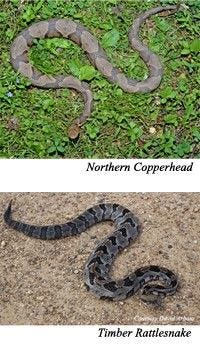 Nonvenomous And Venomous Snakes in West Virginia: A Guide | by Jennifer ...