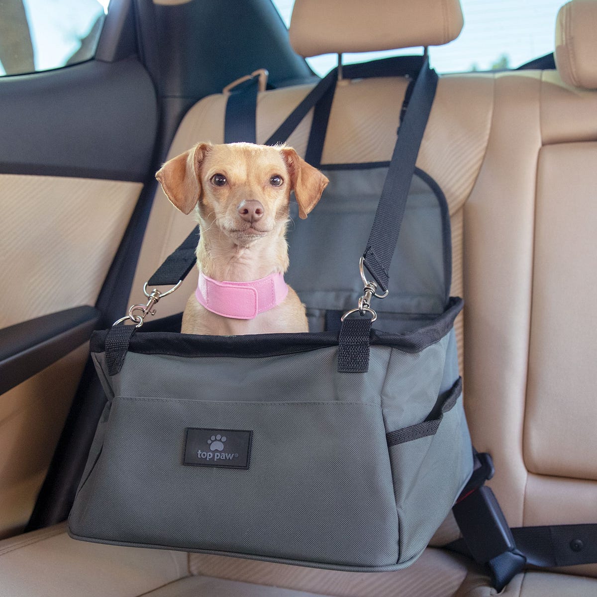 10 Must-Have Products for a Stress-Free Road Trip with Your Dog | by ...