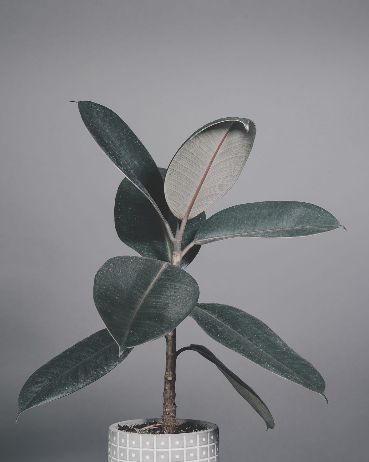 Grow Rubber Tree Indoors. Eager to cultivate a magnificent Rubber… | by ...