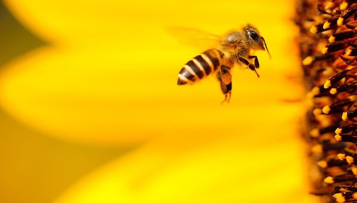 Be a Beekeeper Not a Zookeeper. Your best work comes with a narrow ...