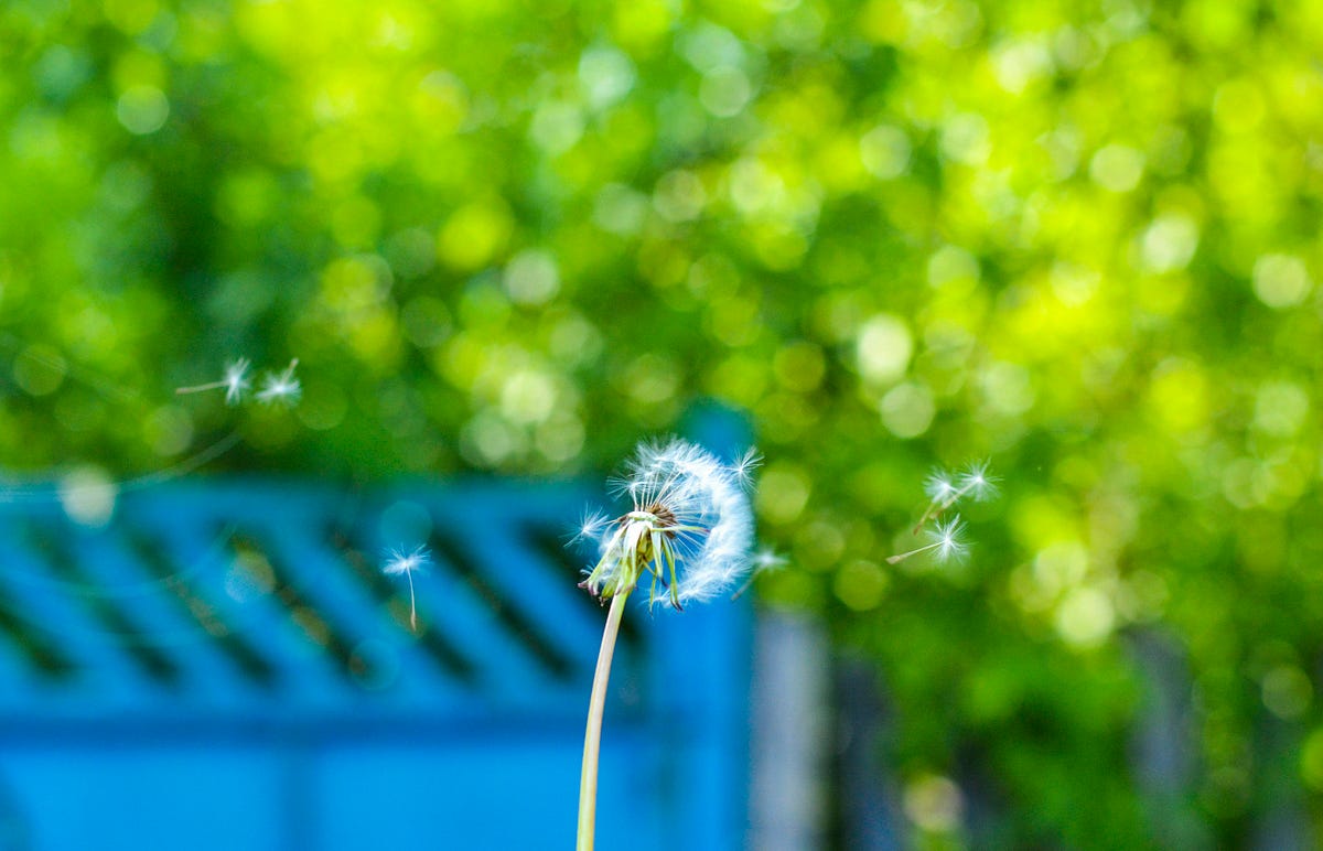 Chasing The Wind. This wind is a restless sprite, I… | by C Sincere | Medium