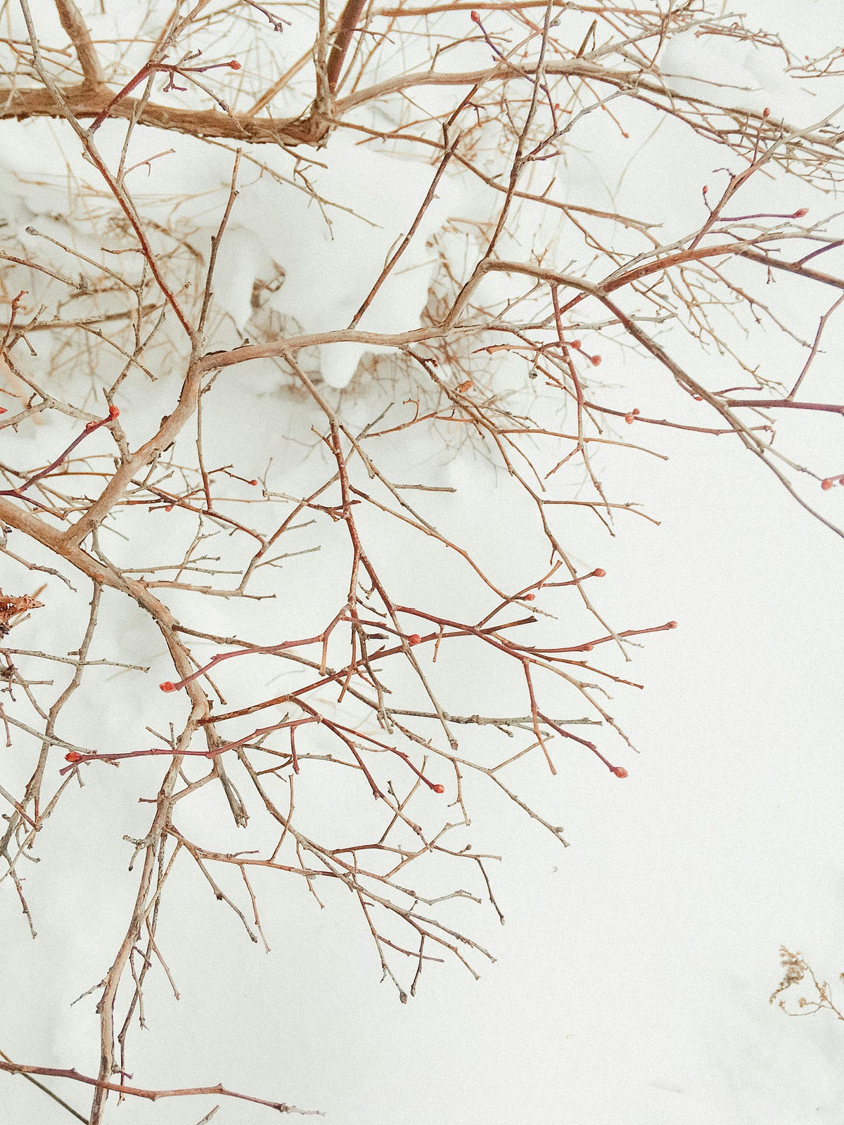Neural Architecture Search: Automating the Design of Deep Learning ... Neural Architecture Search: Automating the Design of Deep Learning ...
