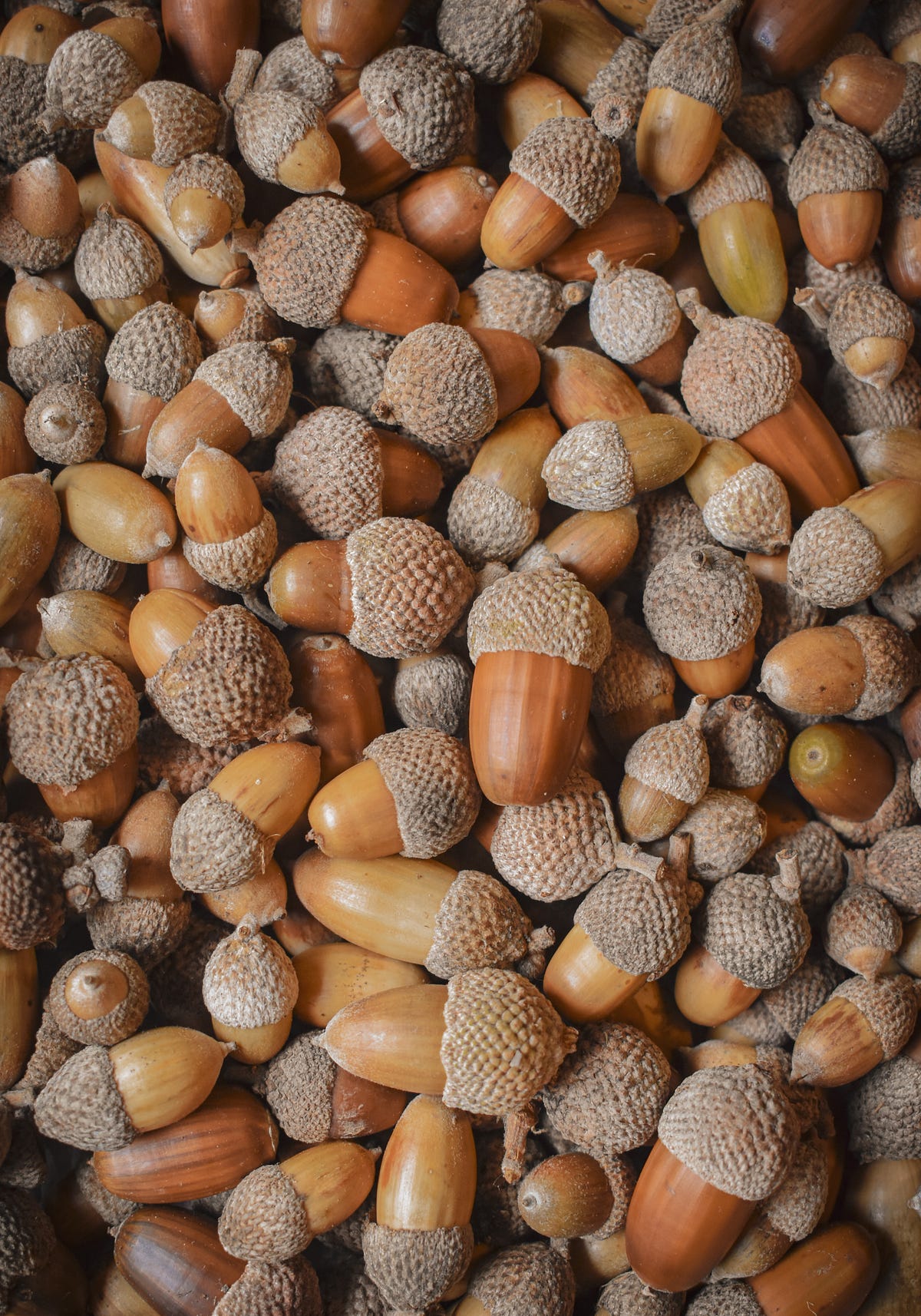 The Mighty Acorn. How Native Americans Unlocked This… | by C. L. Beard ...