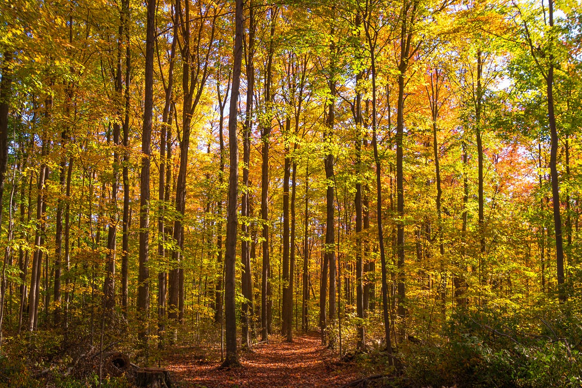 The Forbidden Woods. Where the frogs come out to play… | by Willow Reed ...