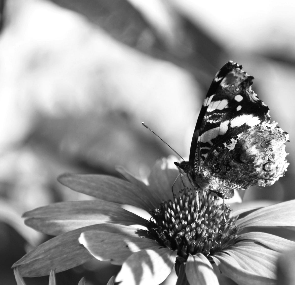 For the Butterflies. Fairy Tales that Rhyme | by Victoria Vanderslice ...