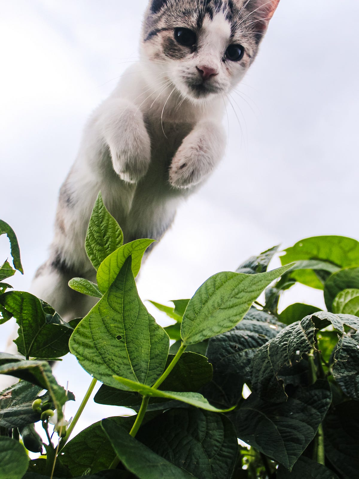 How CatBoost encodes categorical variables? | by Adrien Biarnes | TDS ...