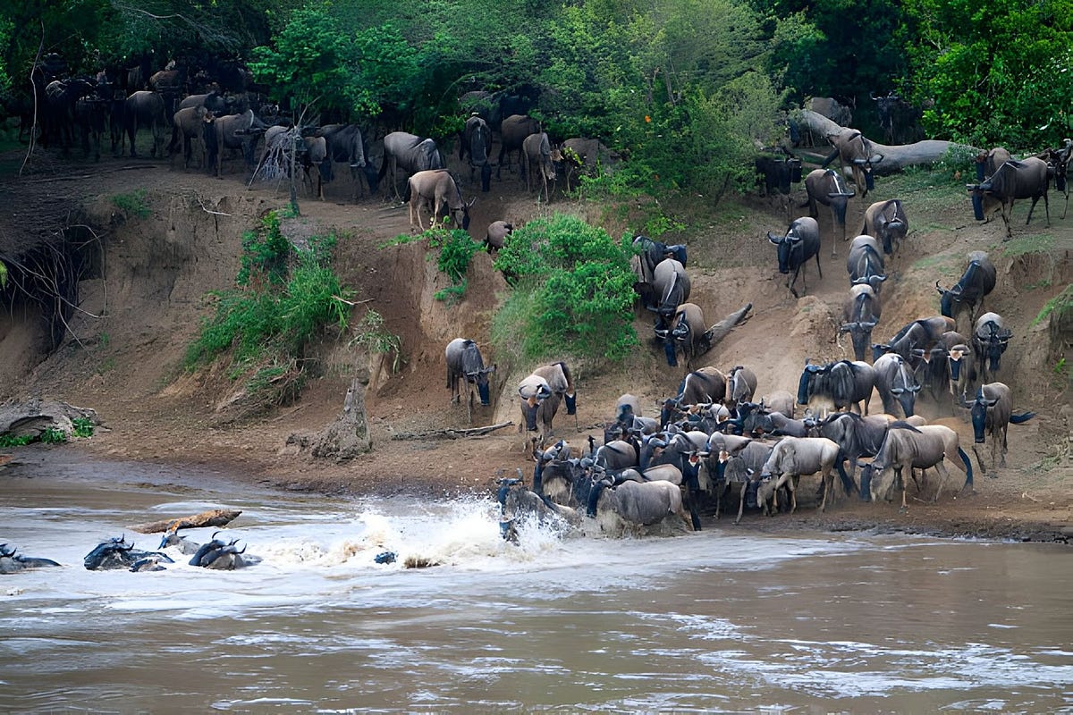 Embark on a Spectacular Safari Adventure with Plentiful Safaris ...