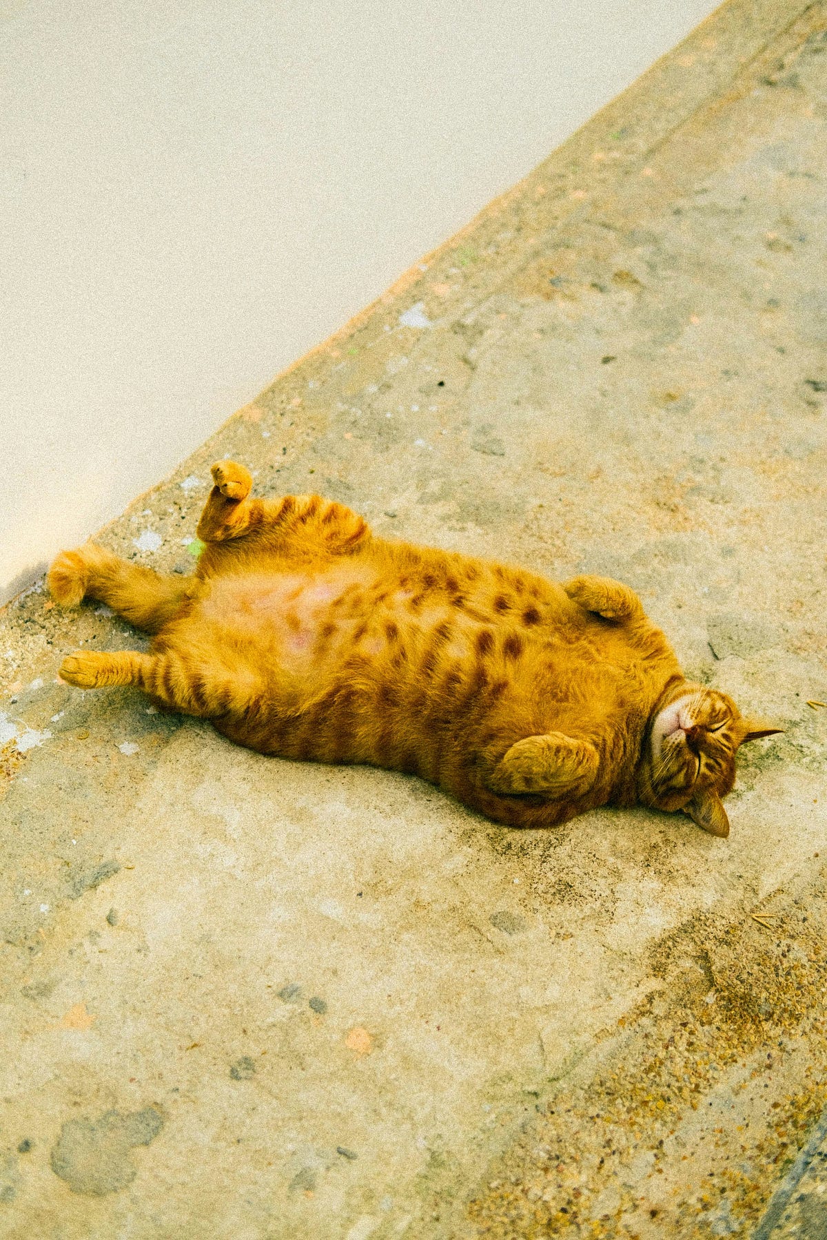 Uses For a Fat Cat - 2-Bite Stories - Medium