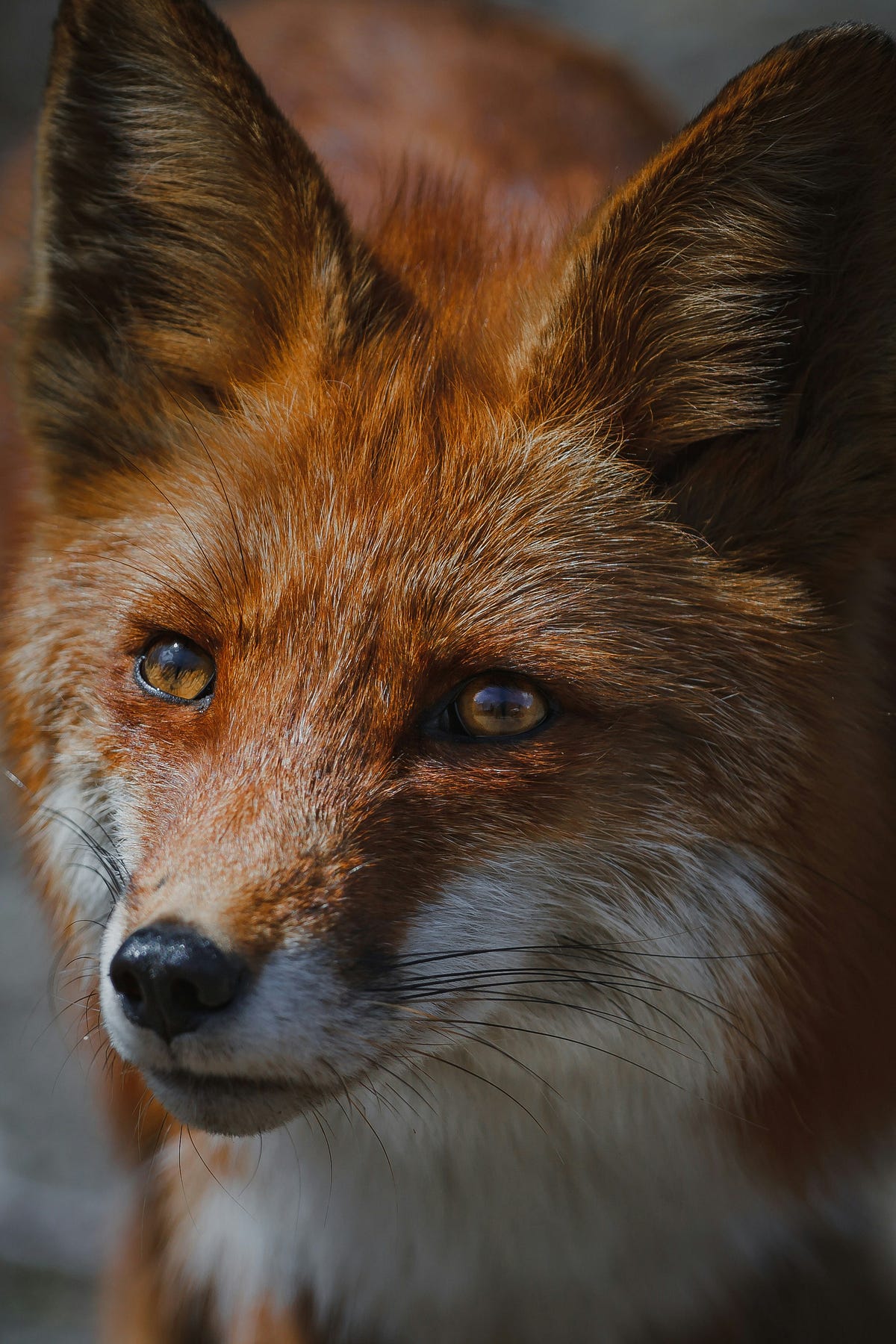 Father Fox’s Promise. An Adventure Short Story | by E. Alberto Palacio ...